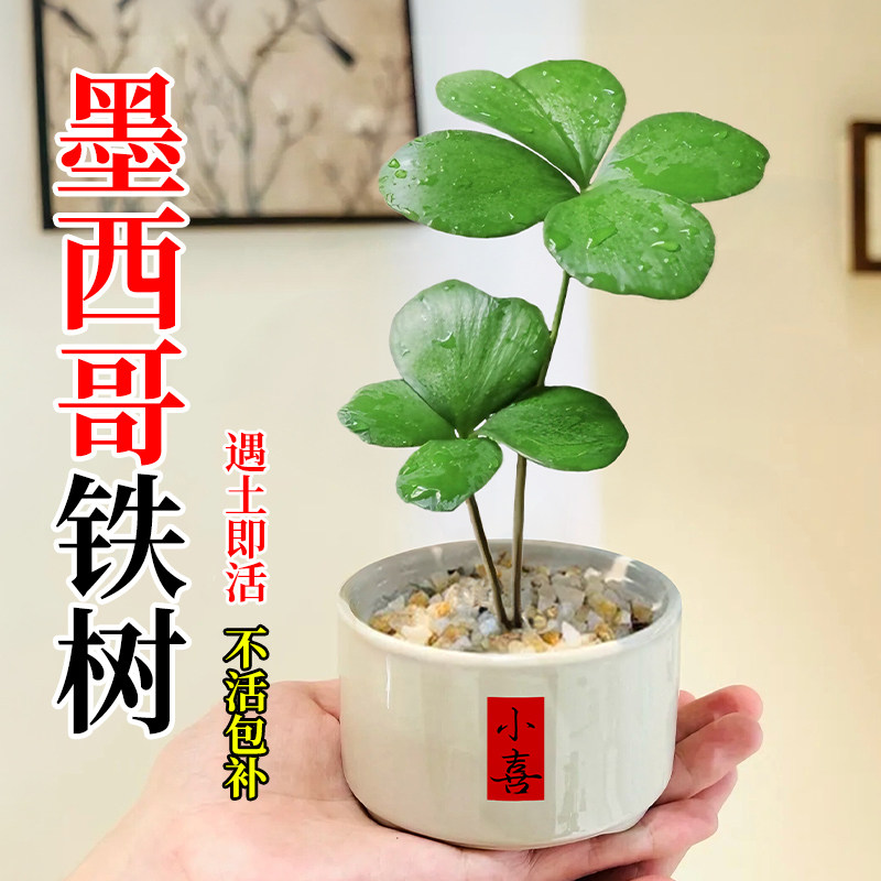 墨西哥铁树四叶草幸运草办公室客厅旺宅桌面绿植室内盆栽四季好养