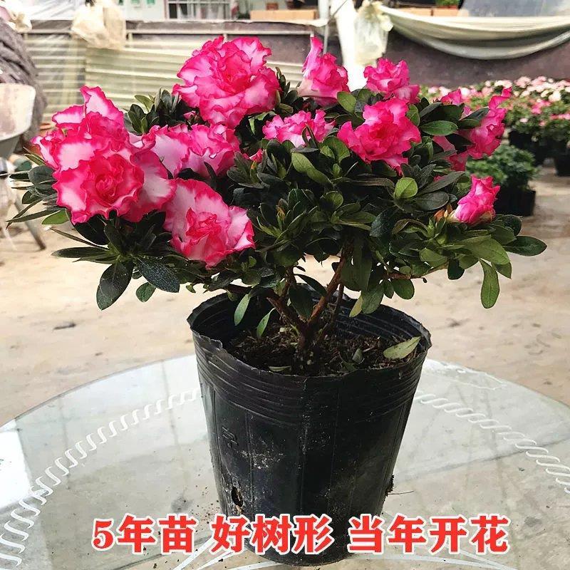 【带花苞原土】杜鹃花苗盆栽花卉植物室内外客厅阳台绿色植物盆景