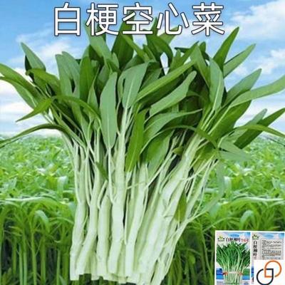 白梗空心菜种子小柳叶空心菜籽白根白骨四季播蔬菜种子阳台盆栽孑