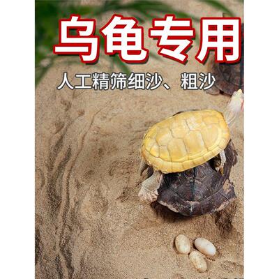 天然乌龟沙子产蛋冬眠陆