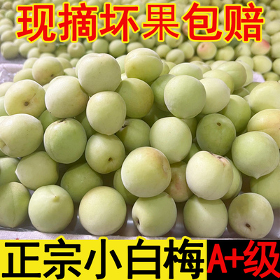 福建诏安小白梅青梅新鲜水果