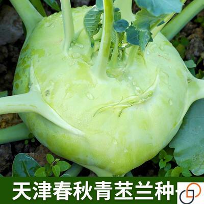 天津春秋青苤兰种子生吃水果绿苤蓝四季栽培球茎甘蓝种籽蔬菜种孑
