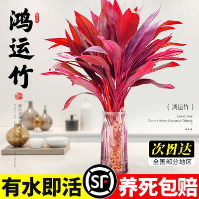 水培富贵竹鸿运竹紫竹带根转运竹