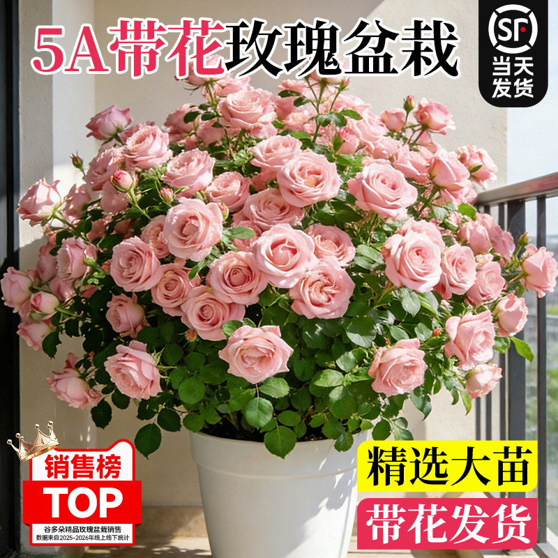 浓香玫瑰花苗特大带花苞月季花卉绿植蔷薇室内外盆栽阳台四季种植