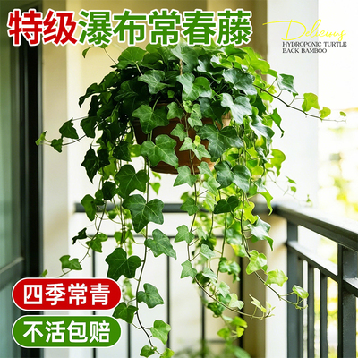 【瀑布常春藤】盆栽垂吊绿植除醛