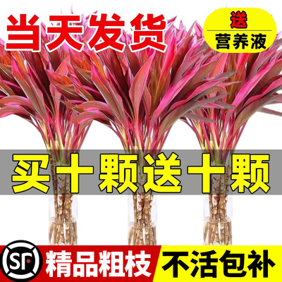 【鸿运竹】水培植物好养紫富贵竹