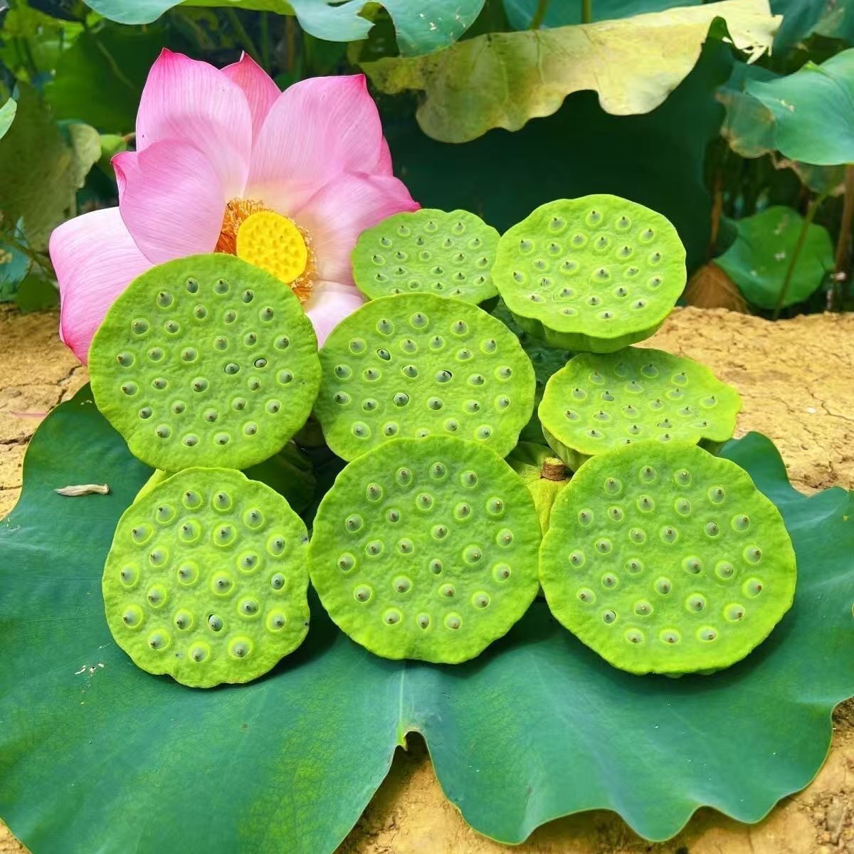 骆马湖野生新鲜莲蓬现摘生吃新鲜水果莲蓬当季湘莲甜嫩湖莲莲蓬