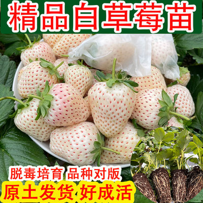 白草莓苗四季种植当年新苗更好养