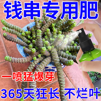 钱串子叶片枯萎变黑化水