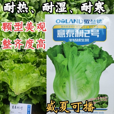 耐热耐寒意大利耐抽苔生菜种子甜
