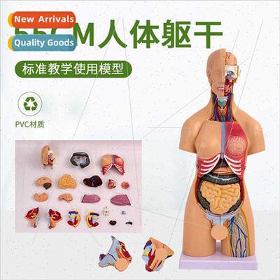 55cm anatomical model torso both sexes detachable 21 pcs hum