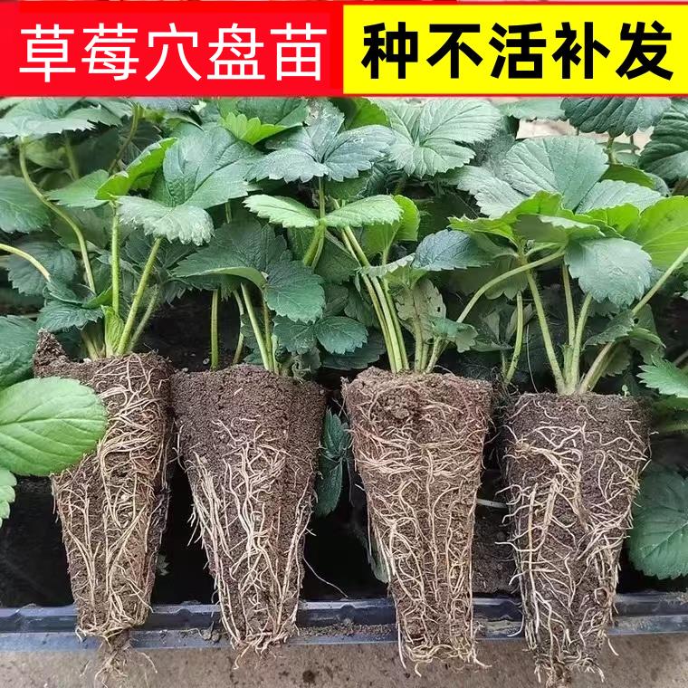 四季草莓苗秧盆栽红颜奶油草莓苗带花带果种植穴盘苗阳台当年结果