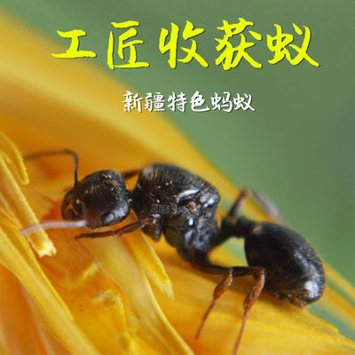 工匠收获蚁新后宠物蚂蚁热卖中