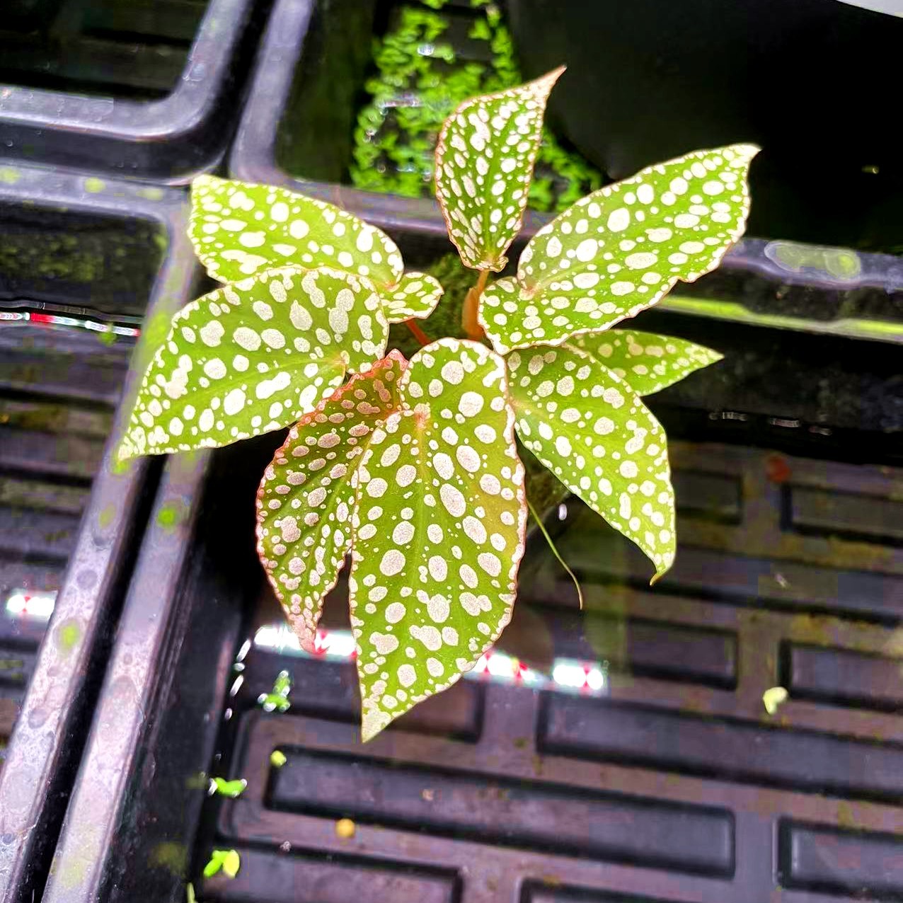 白冰秋海棠室内观叶绿植耐阴植物雨林缸造景