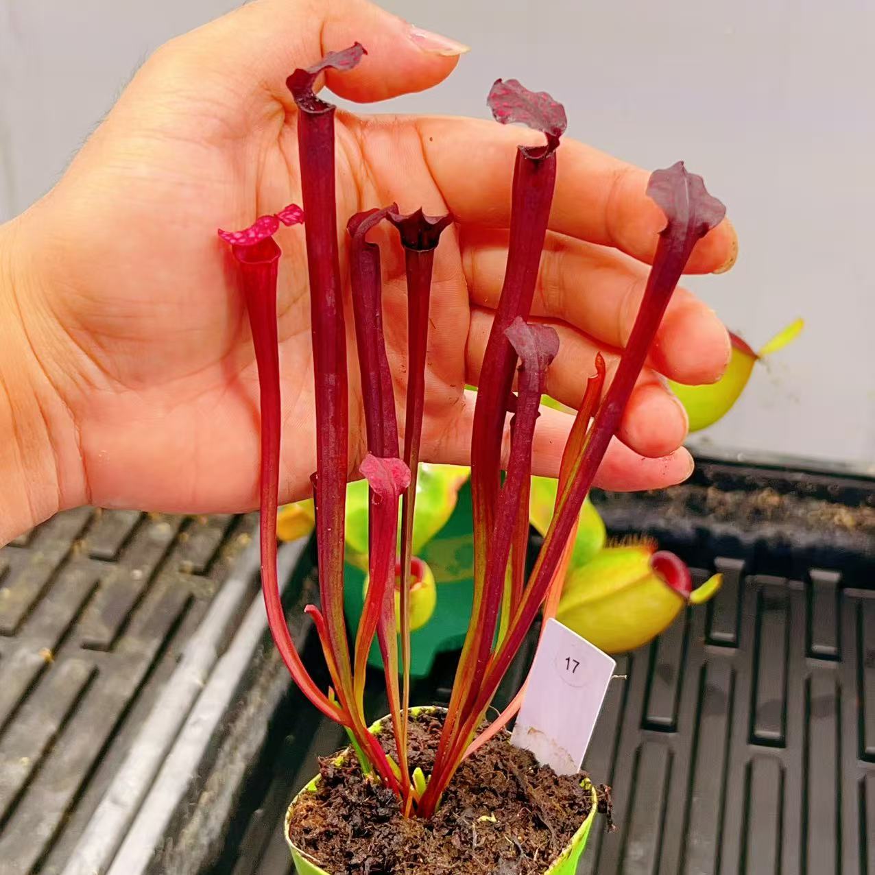 棒棒糖x艾利王瓶子草-食虫植物室内阳台造景捕蝇草驱蚊草绿植盆栽