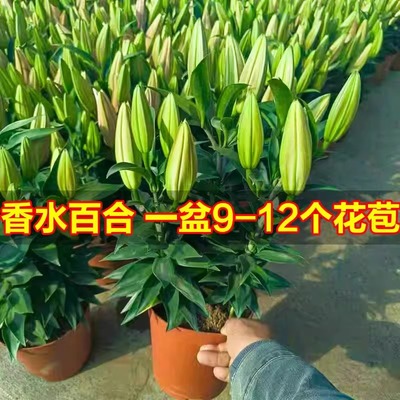 百合花盆栽带苞室内浓香型