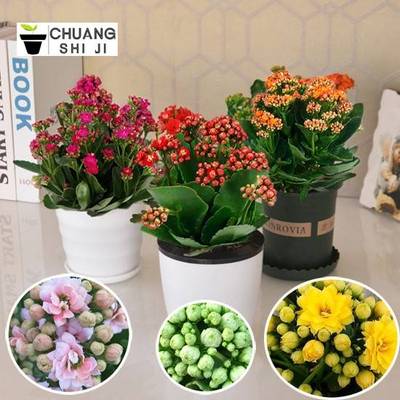 重瓣阳台长寿花盆栽四季