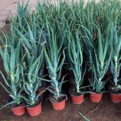 龙爪菊药用食芦荟苗盆栽植