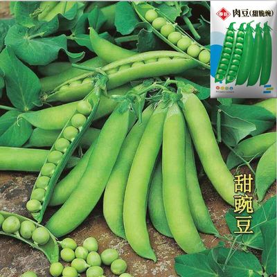 特大甜豌豆种子甜脆可生