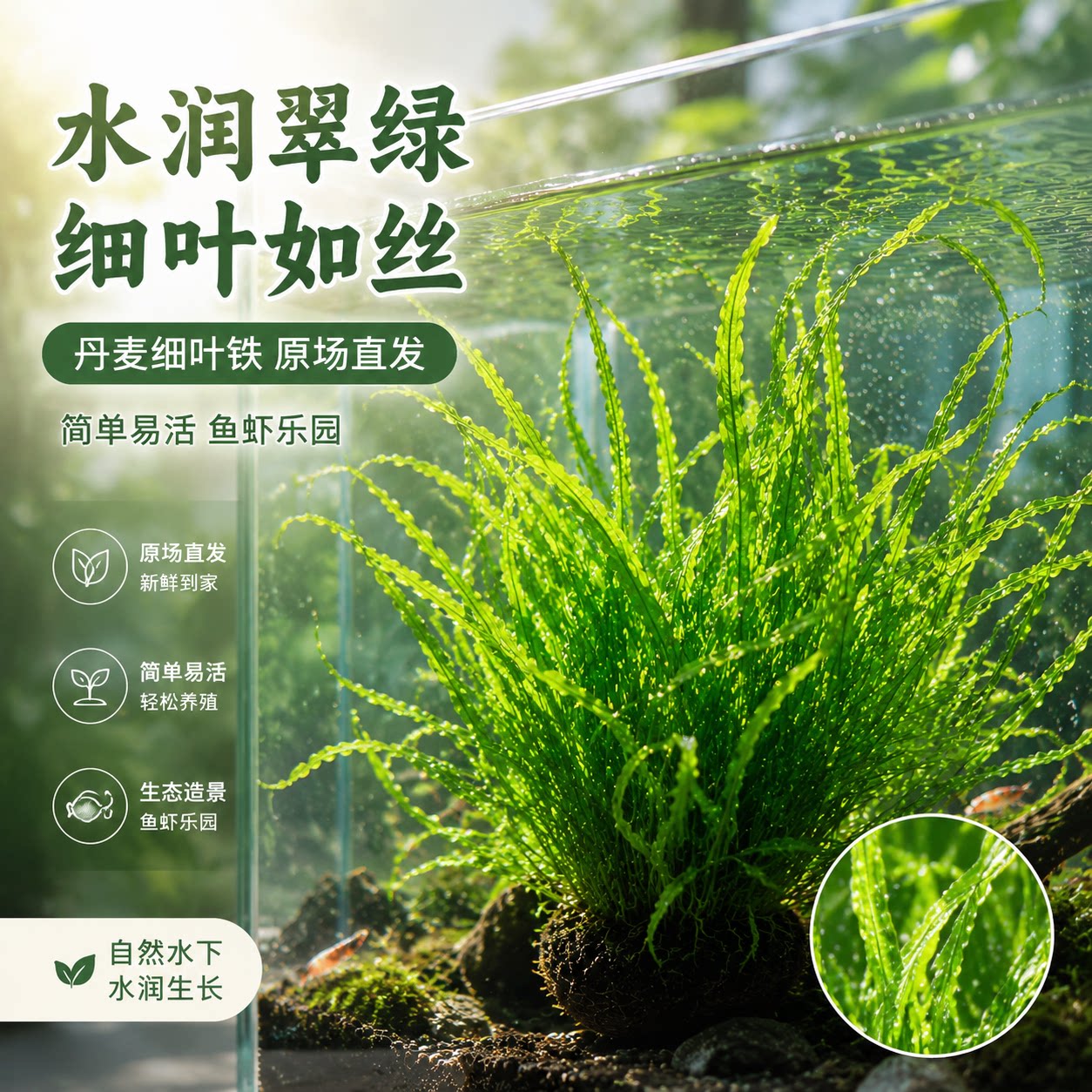 丹麦细叶铁皇冠水草水下叶鱼缸新手懒人草缸淡水造景阴性好养增氧