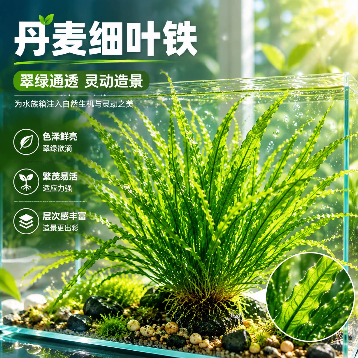 丹麦细叶铁皇冠水草懒人水下叶新手鱼缸草缸淡水造景阴性好养增氧