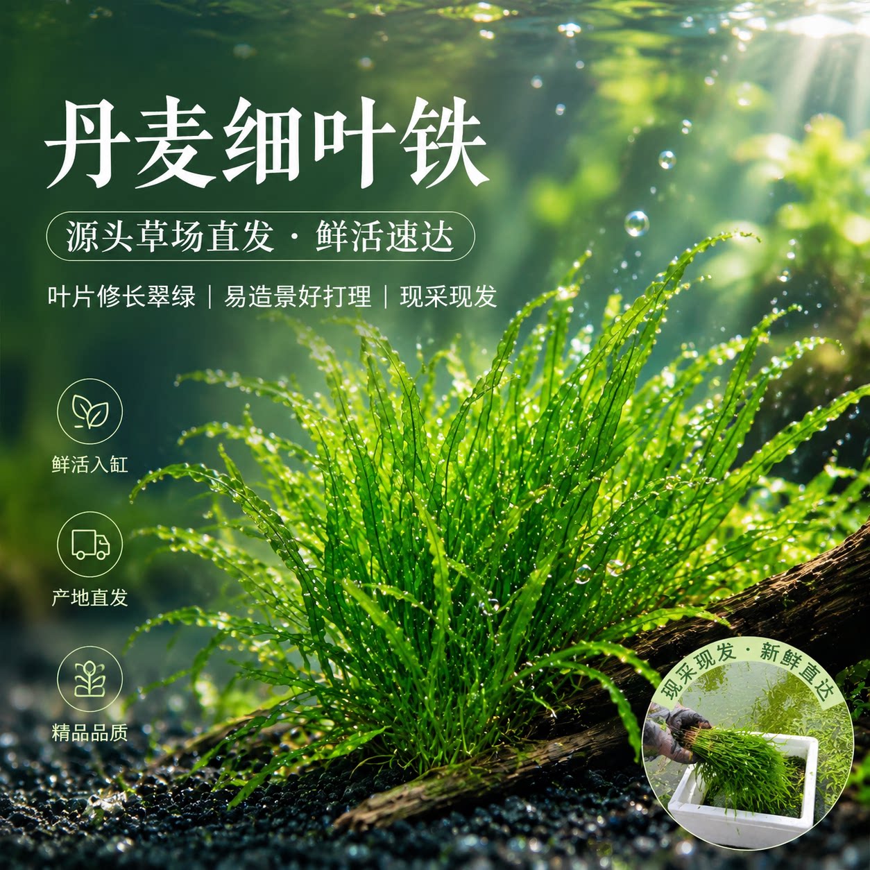 好养丹麦细叶铁皇冠水草水下叶新手懒人鱼缸草缸淡水造景阴性增氧