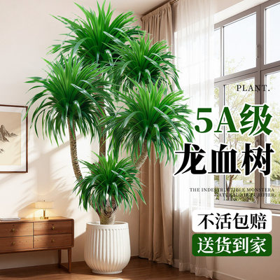 龙血树客厅绿植好养大盆栽老桩高级感龙须树室内轻奢大型植物落地