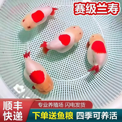 赛级波妞精品兰寿短尾潘氏奶牛