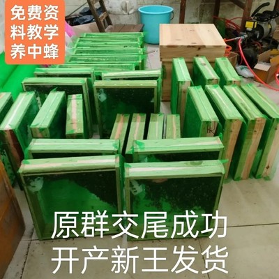 广西蜜蜂中蜂蜂群带王一窝一整箱带子土蜂笼蜂中华蜂阿坝蜂全套