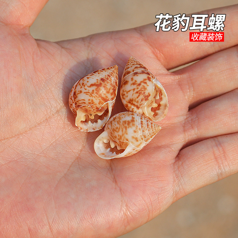 螺贝艺天然花豹耳螺小海螺贝壳鱼缸造景装饰diy材料收藏标本耳螺