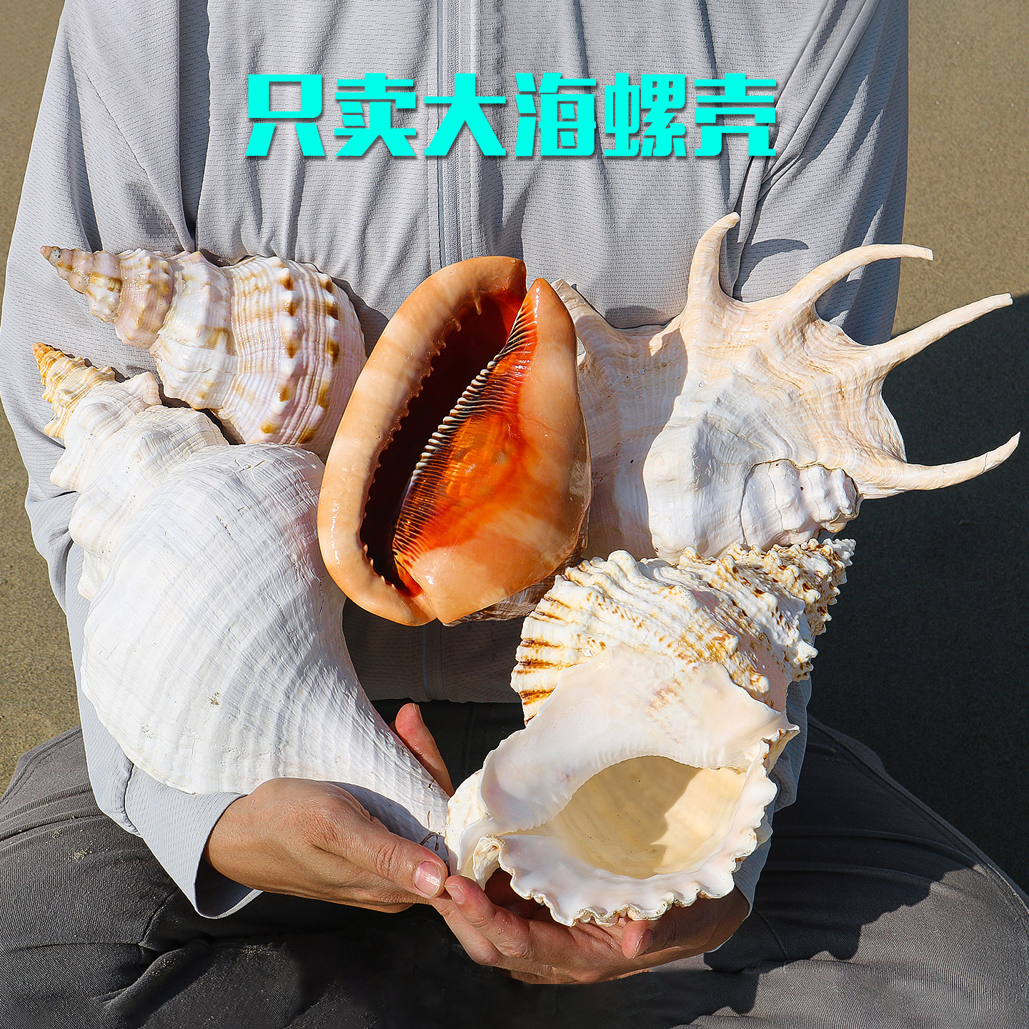 天然大海螺贝壳家居装饰摆件鱼缸造景超大号海螺标本收藏送人礼物