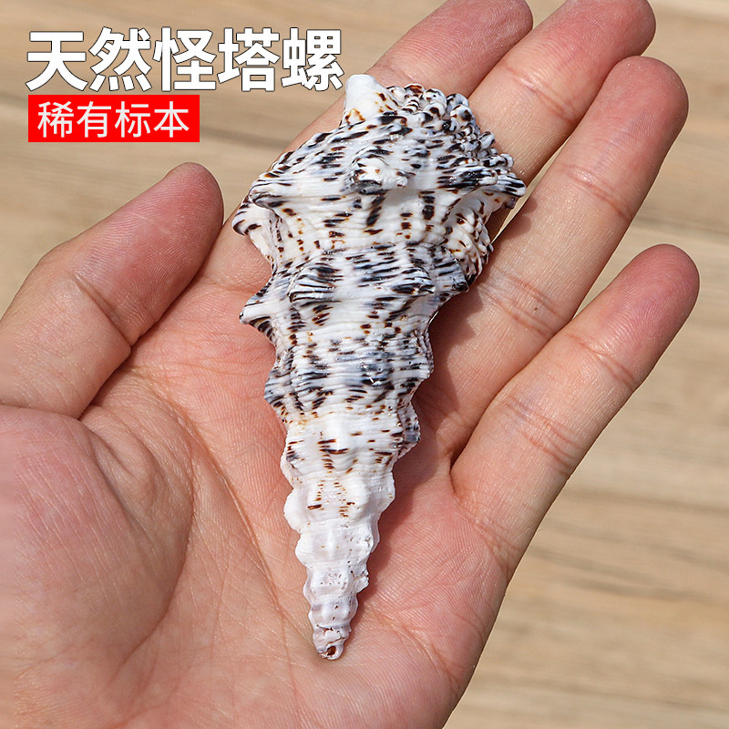 天然海螺贝壳怪塔螺鱼缸造景水族馆装饰摆件拍摄收藏标本创意礼物