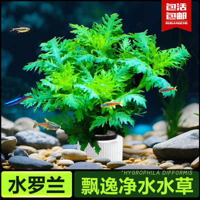 水罗兰水草鱼缸后景造景增氧