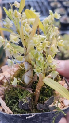 缅甸卵唇石斛（学名：Den. eriaeflorum Griff.）一盆多苗