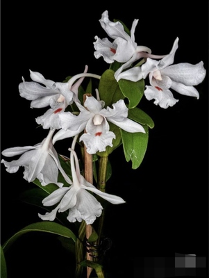 越南维珍石斛Dendrobium virgineum清新脱俗高冷气质高贵值得拥有