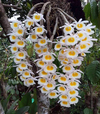越南黄贝壳石斛Dendrobium polyanthum Wall.ex Lindl一板