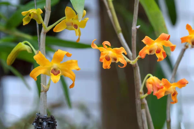 梵净山石斛Den.fanjingshanense有花苞了#石斛兰#附生兰