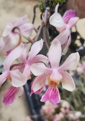红河蝴蝶兰Phalaenopsis honghenensis花后苗确认完毕