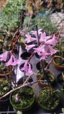 苏门答腊哈氏石斛Dendrobium hasseltiiBlumeLindl#石斛兰#洋兰