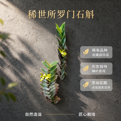 所罗门石斛DendrobiumsororiumSchltrClosely Related Dendrobium