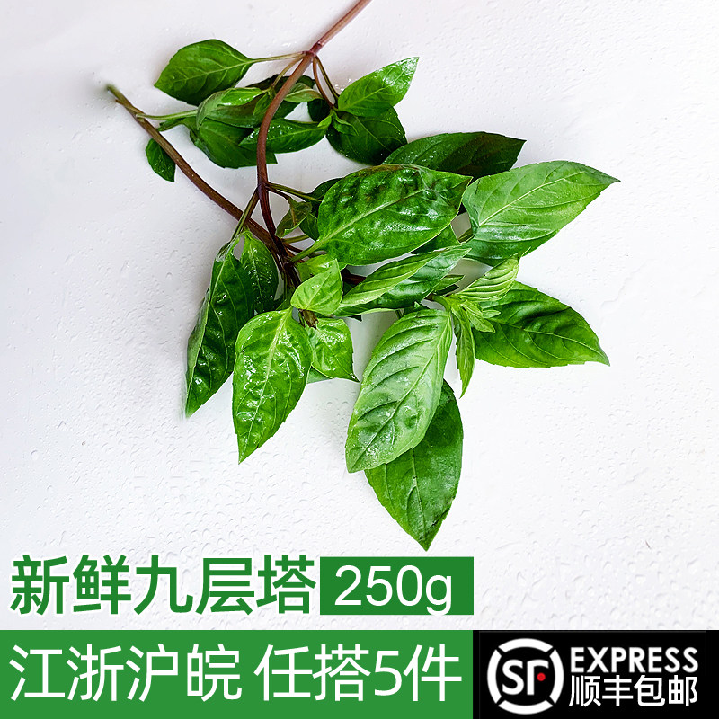 新鲜九层塔250g 食用金不换非罗勒叶三杯鸡冬阴功食材香料配菜