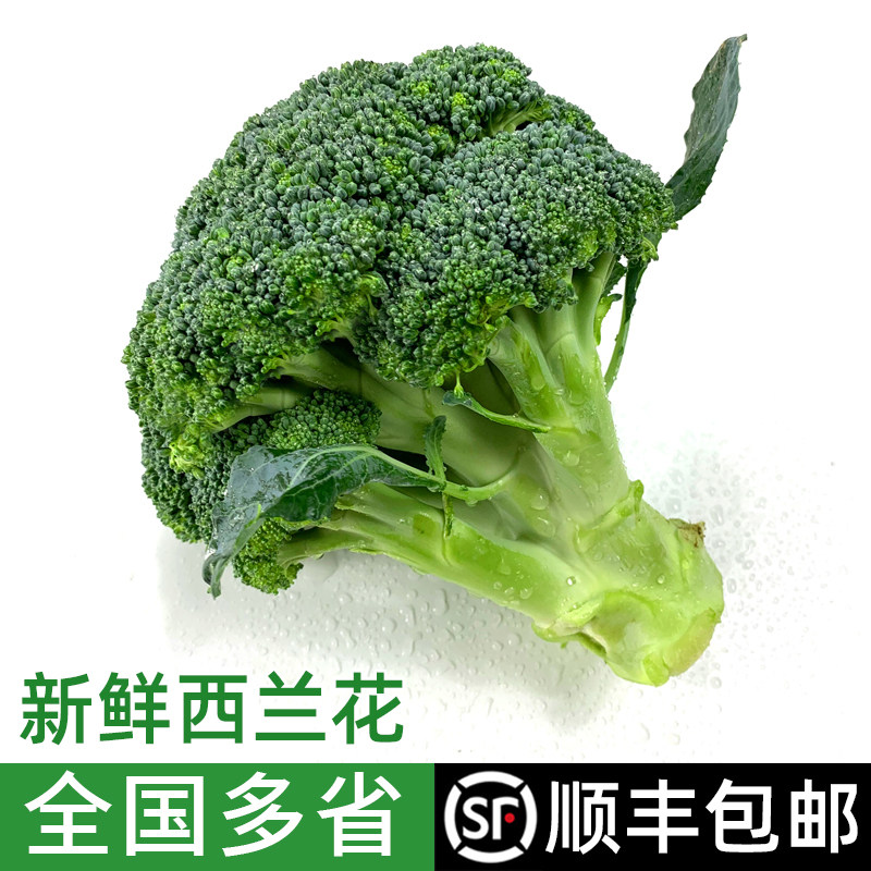 新鲜西兰花 脆嫩青花菜绿花菜西蓝花椰菜 时令蔬菜 顺丰包邮