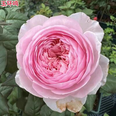 新品玉环鸣月季自育大花浓香耐热庭院阳台盆栽多季开花