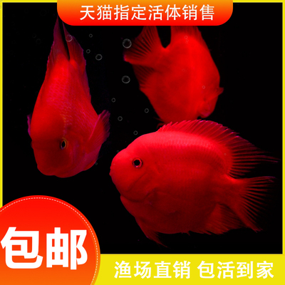 鹦鹉鱼活鱼元宝鱼发财鱼淡水鱼