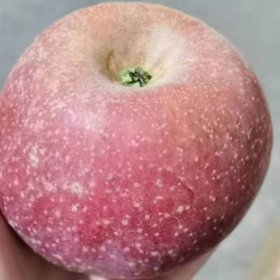 山东五莲秀水苹果5斤脆甜多汁