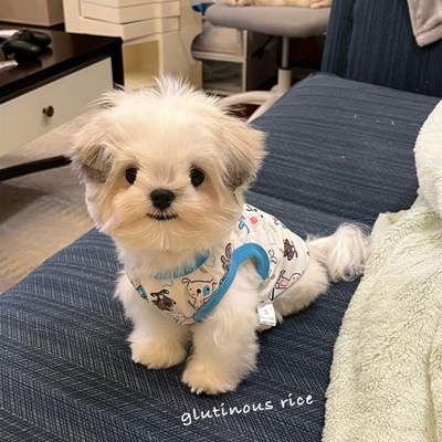 西施犬衣服狗狗马尔济斯约克夏幼犬小型犬泰迪博美猫夏天薄款背心