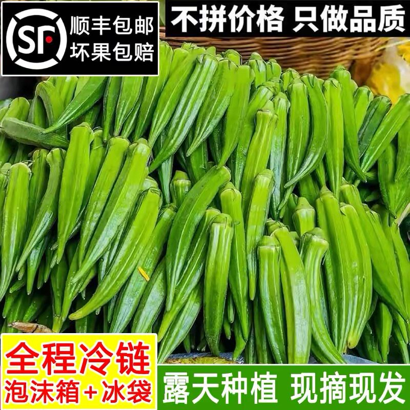 秋葵新鲜蔬菜当季现摘露天水果时令羊角豆黄生秋葵商用批发农家菜