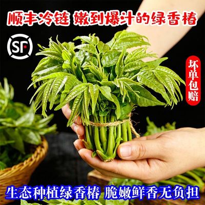 顺丰头茬香椿芽新鲜香春芽菜顺丰香椿芽叶嫩芽红油香椿头蔬菜