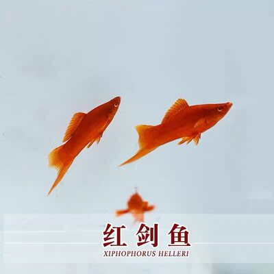 红剑鱼剑尾鱼红箭鱼热带鱼胎生鱼草缸鱼小型鱼水族观赏鱼特价包邮