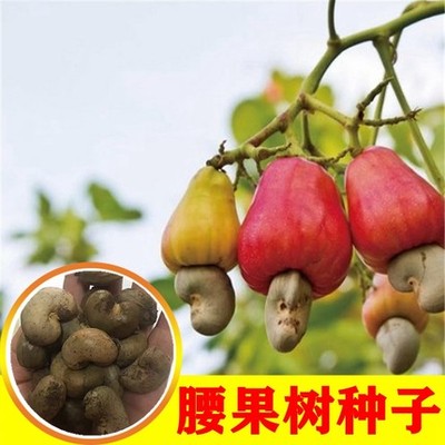 新采散装腰果新采散装腰果